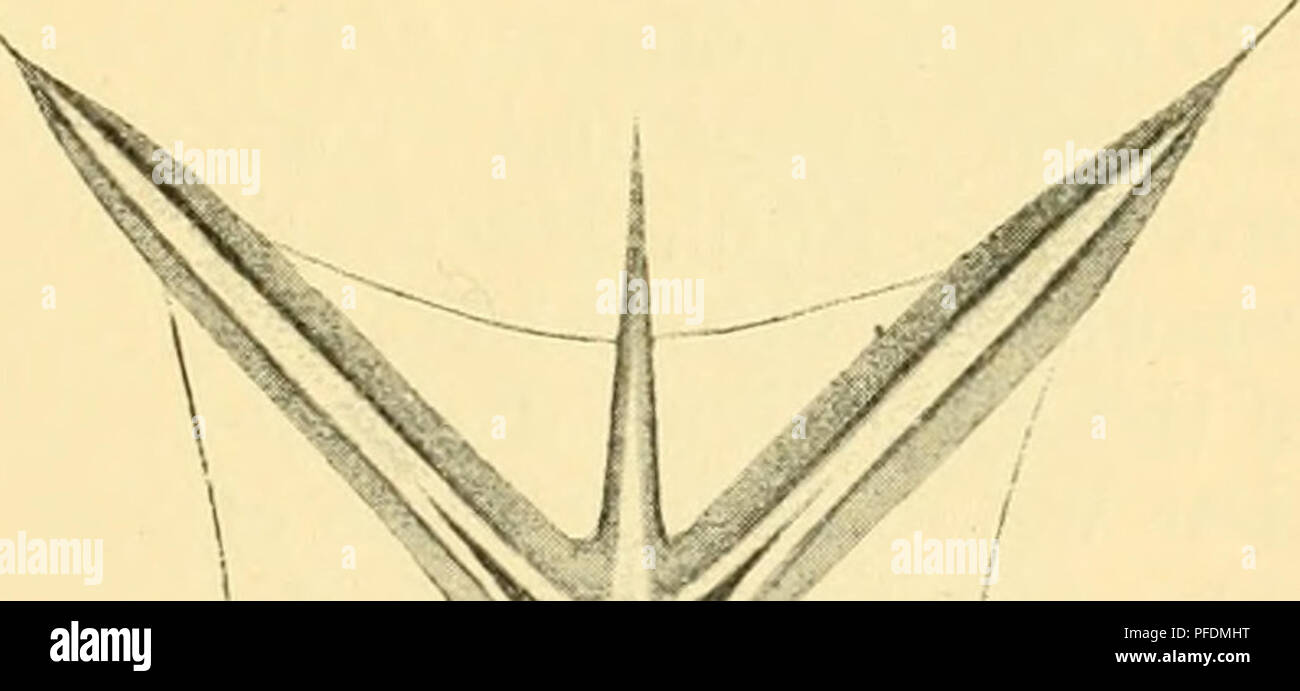 Echinoides hi-res stock photography and images - Alamy