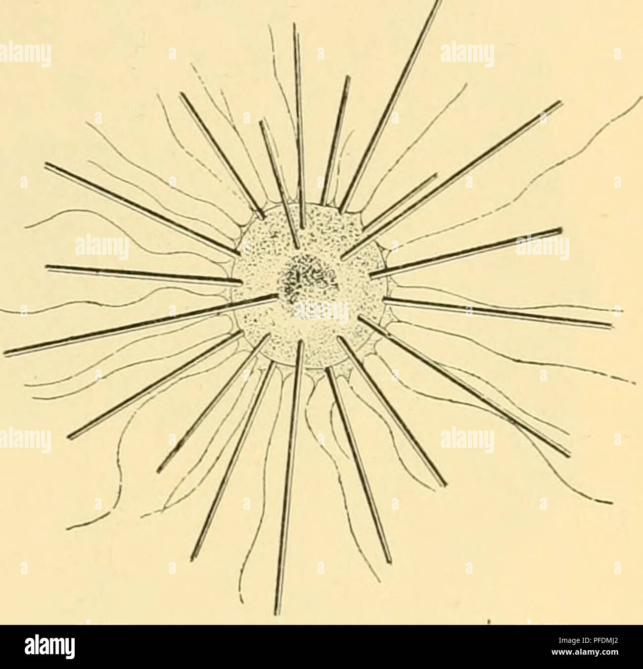 Echinoides hi-res stock photography and images - Alamy