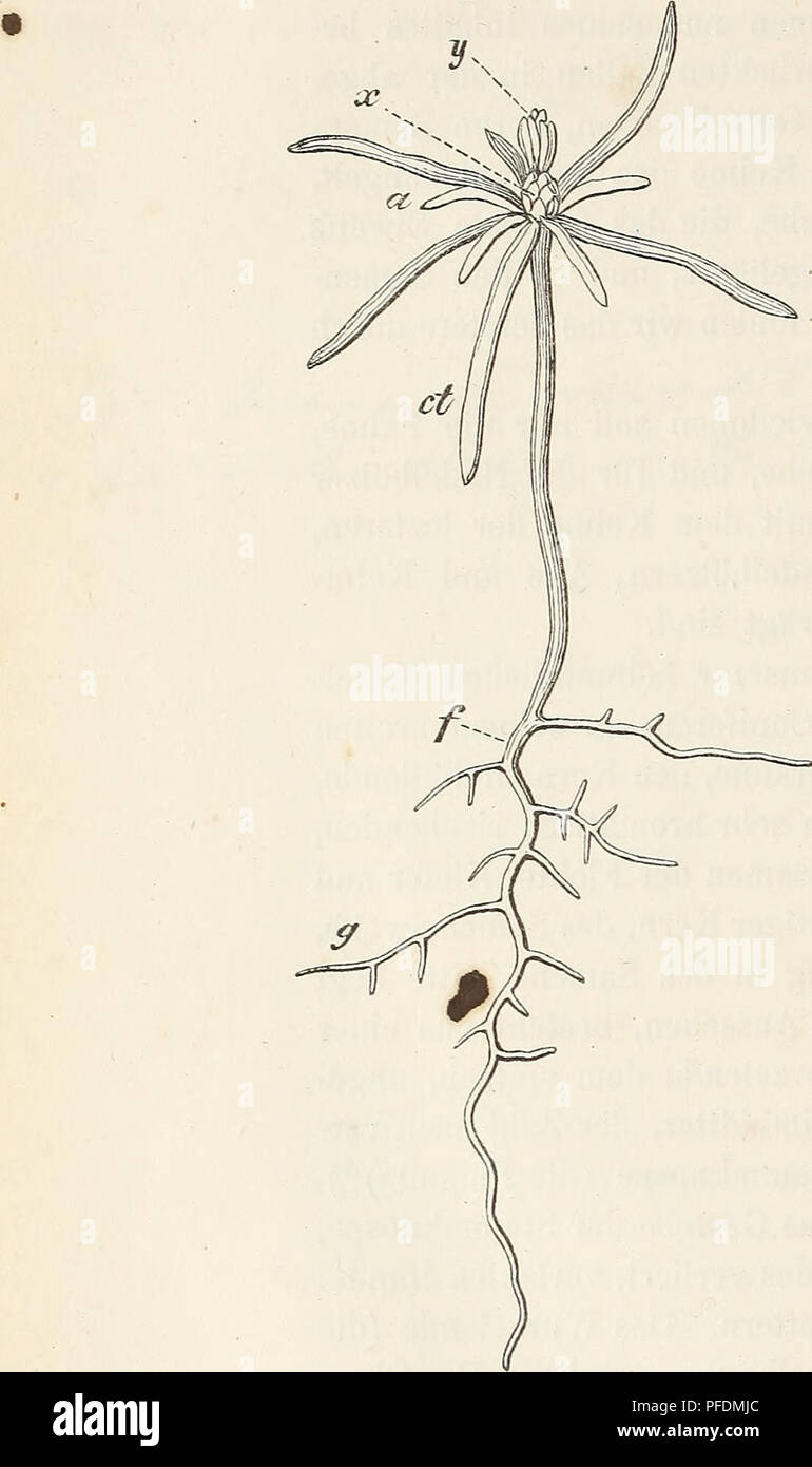 This study discusses the germination of the spruce tree (*Picea ...
