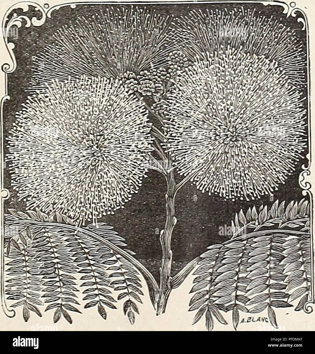 Planting roses stake hi-res stock photography and images - Alamy