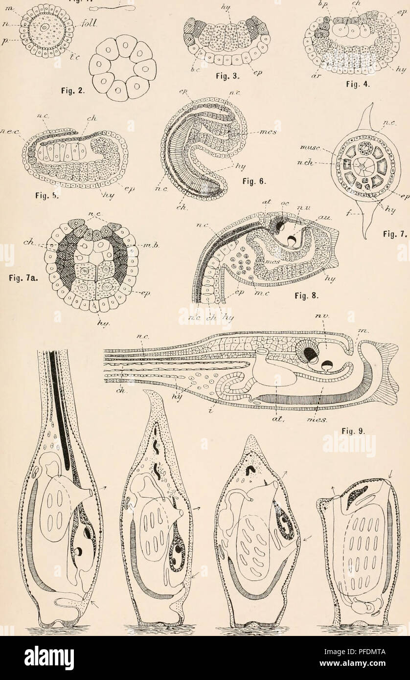 This catalog provides a detailed description of Tunicata species ...