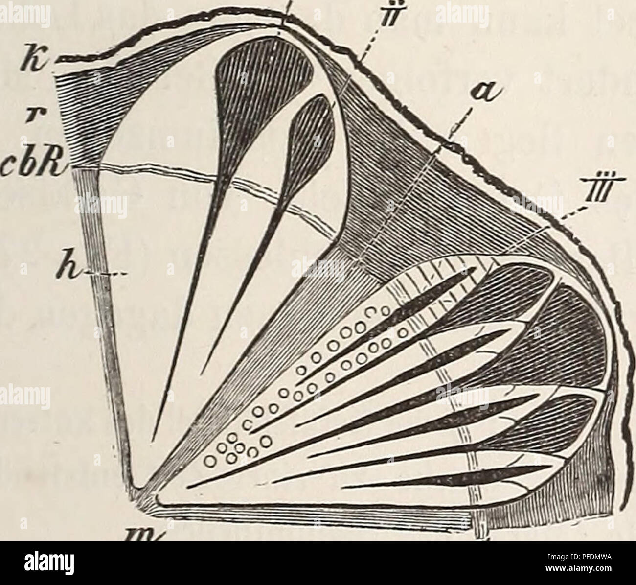 This work focuses on trees and plant physiology, particularly on how ...