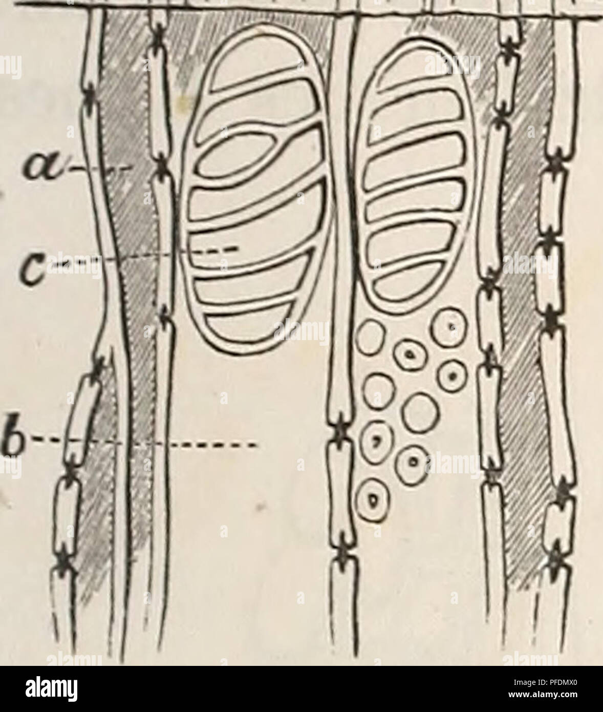 This text focuses on the physiology of trees, specifically the vascular ...