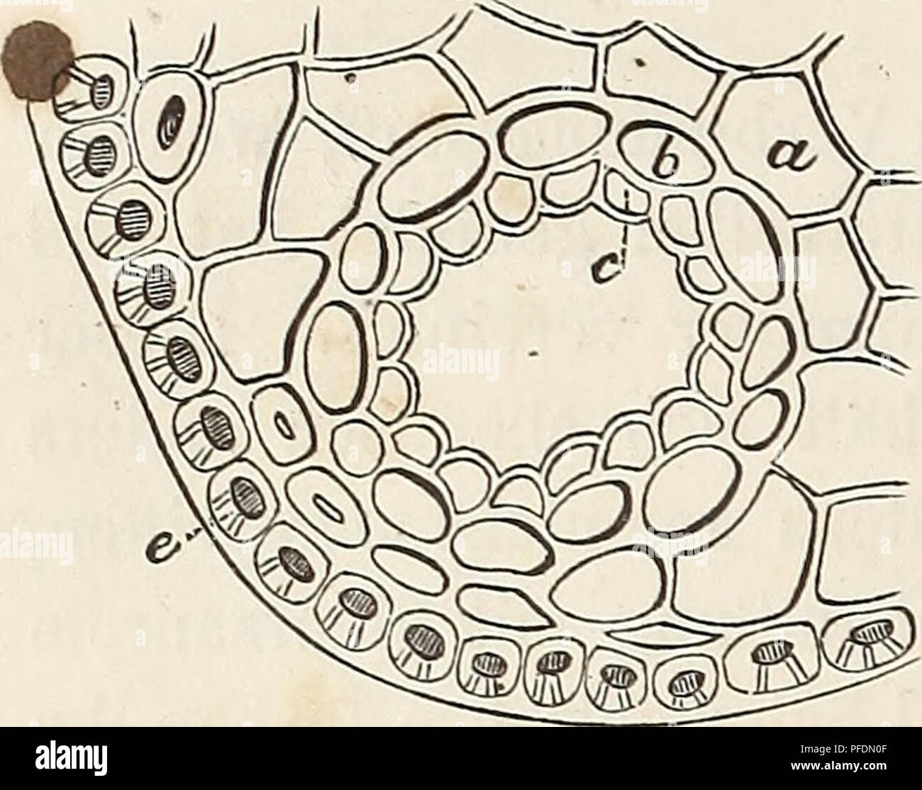 This work on plant physiology discusses the structure and functions of ...