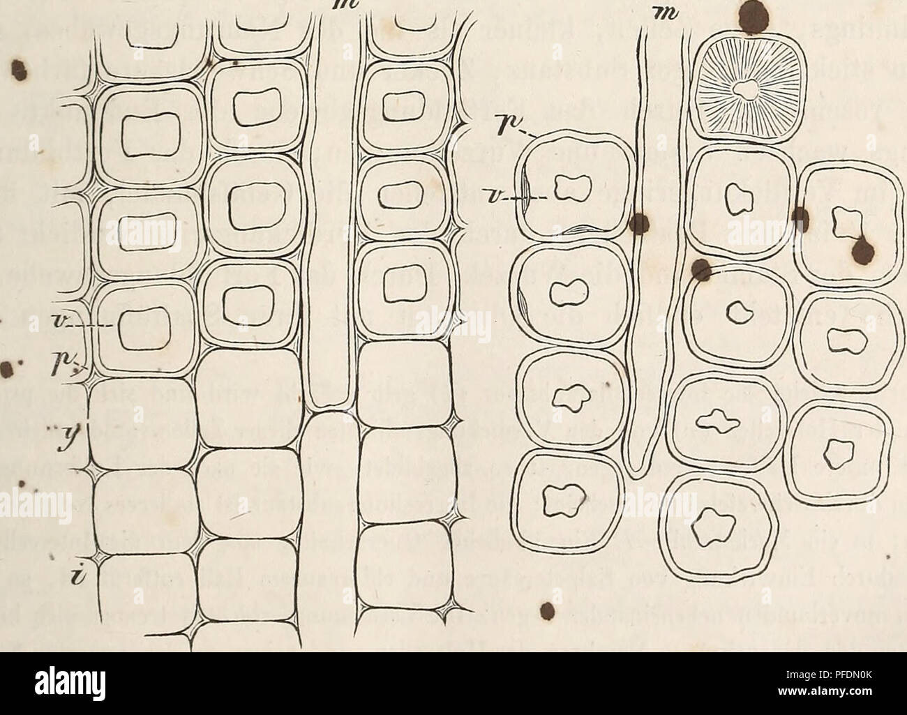 A detailed study of trees, focusing on their physiological processes ...