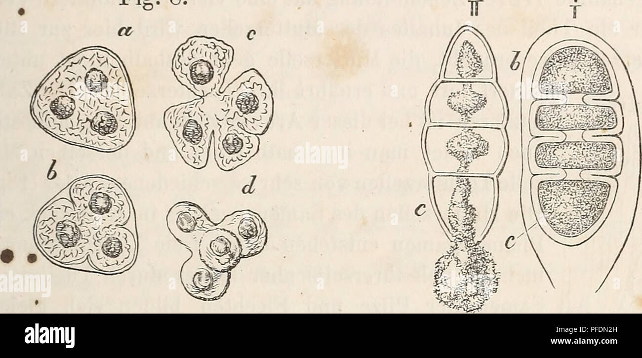 This German text explores the cellular structure of trees and the ...