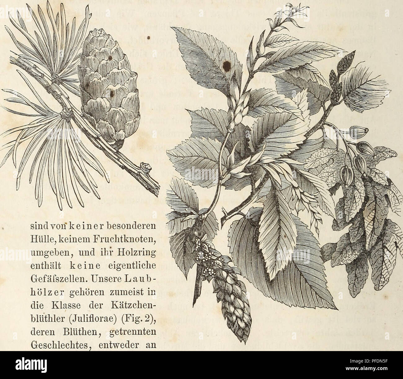 This book discusses trees, their classification by family, and their ...