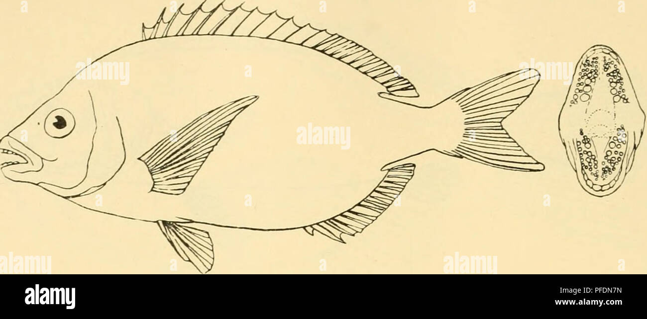 This image is from 'The Depths of the Ocean,' based on the ...