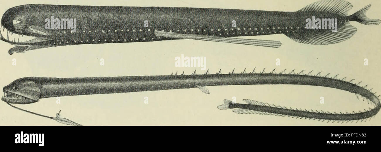 Some phosphorescent fishes hi-res stock photography and images - Alamy
