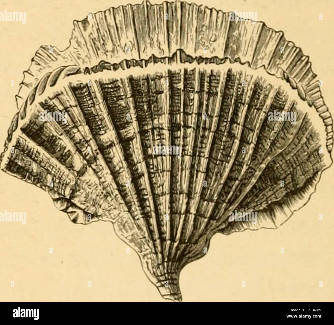 This account details the results of deep-sea dredging cruises conducted ...