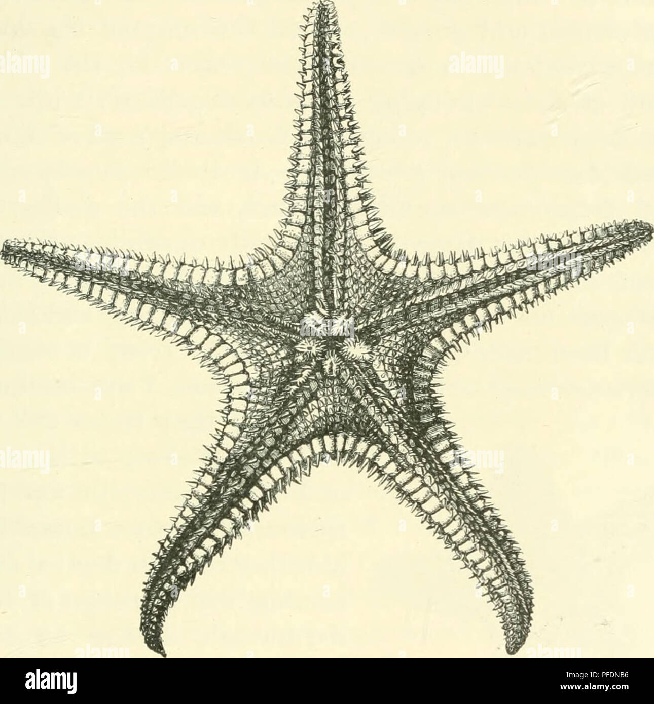 Scientific results of the deep-sea dredging expeditions by H.M.S ...