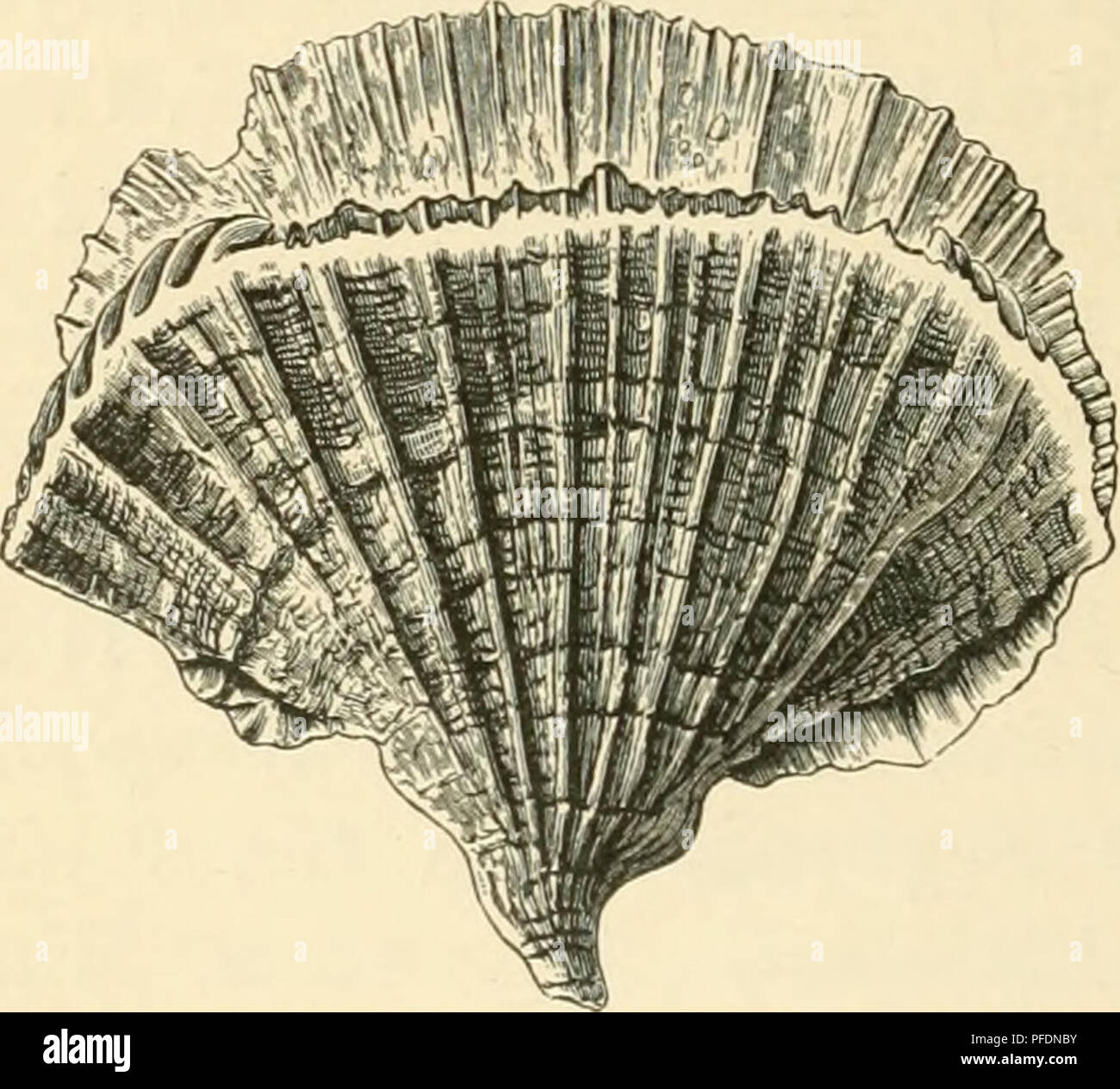 This account of the deep-sea dredging cruises of HMS *Porcupine* and ...