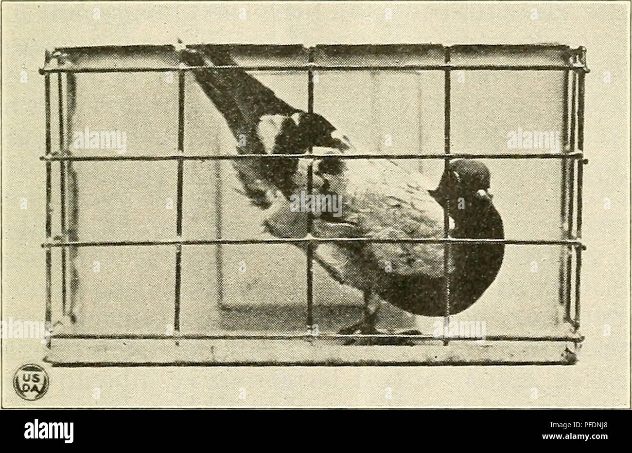 This bulletin discusses the diagnosis and treatment of a pigeon ...