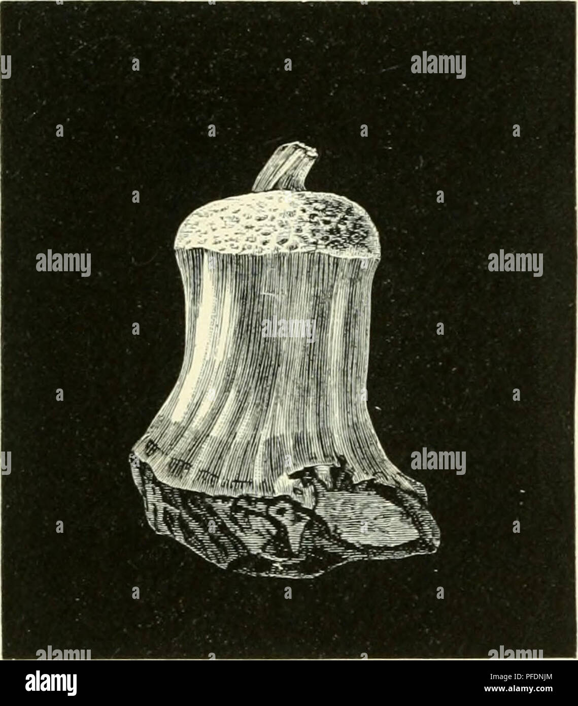 This book documents the findings of the 1868-1870 dredging cruises ...