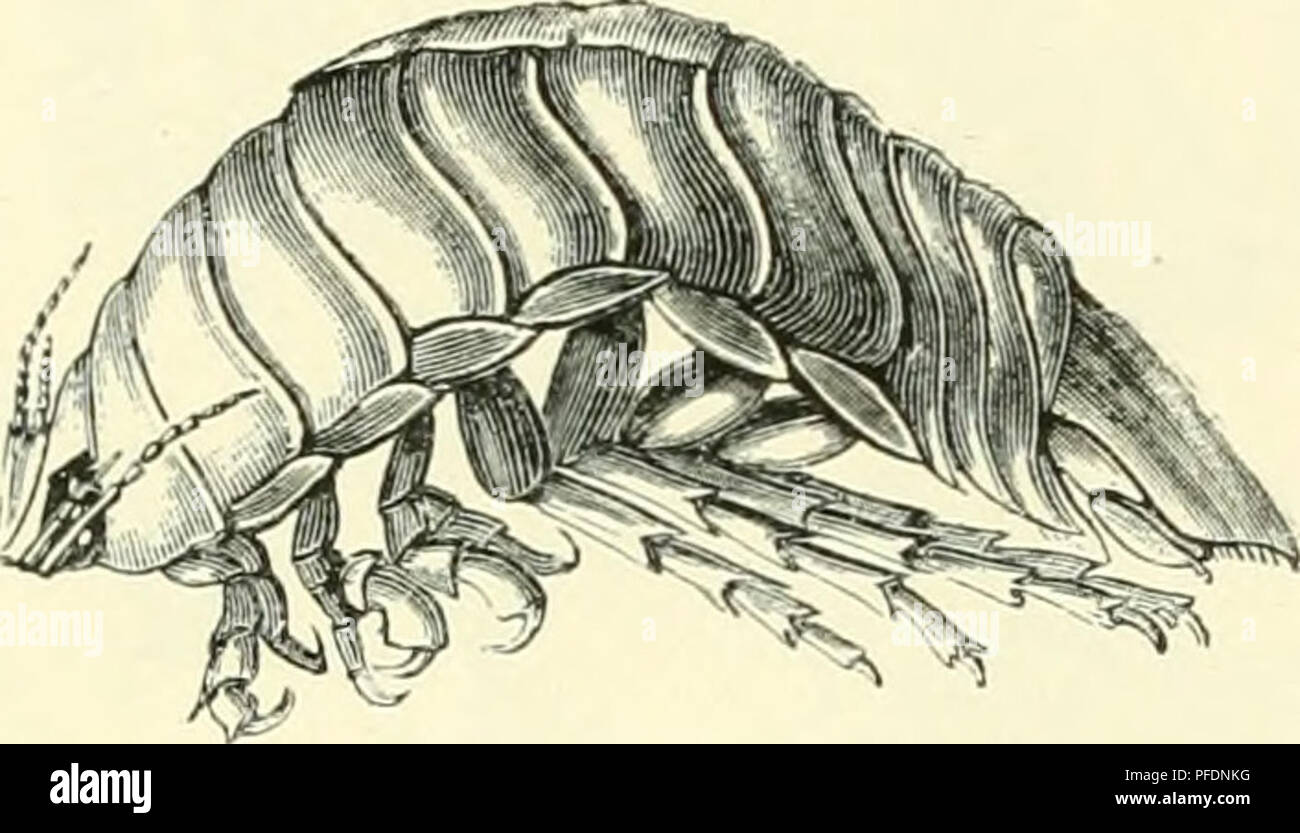 Genus caprella hi-res stock photography and images - Alamy