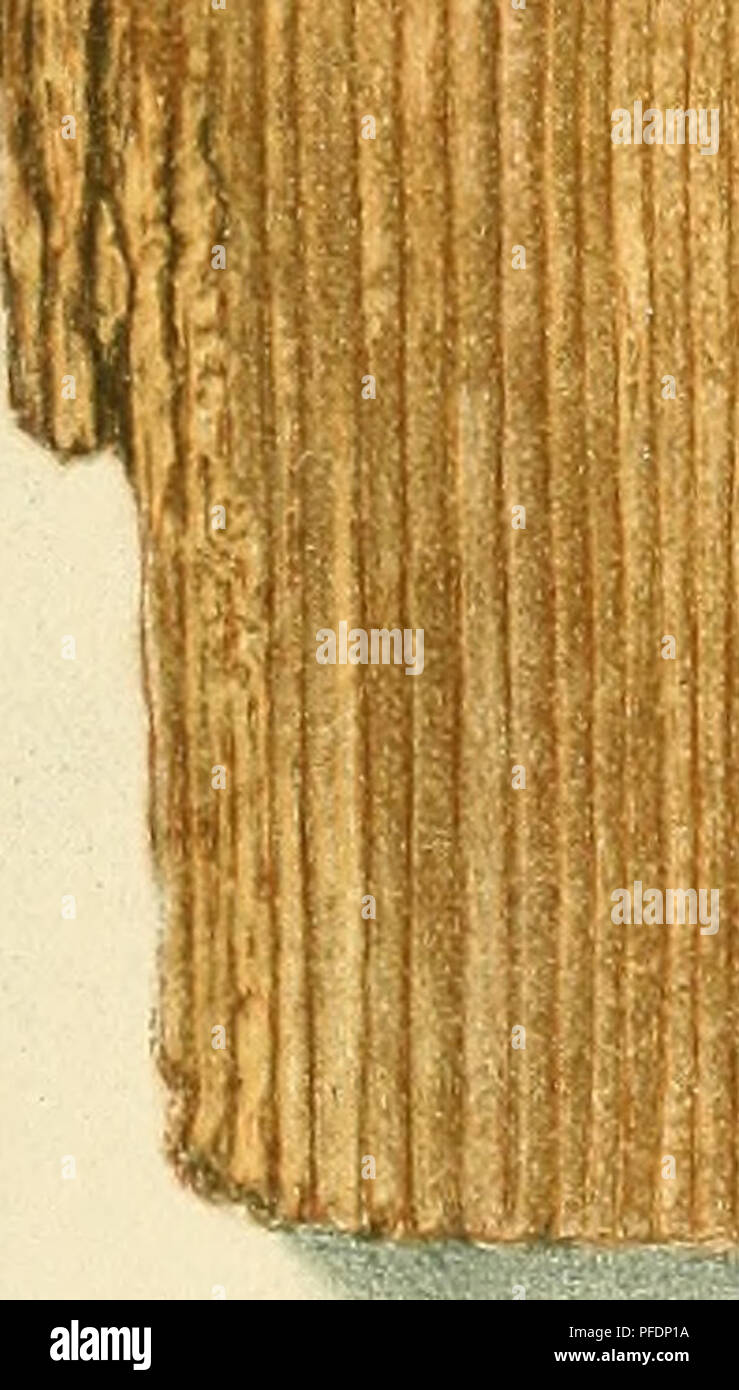 This bulletin highlights the early signs of decay in the heartwood of ...