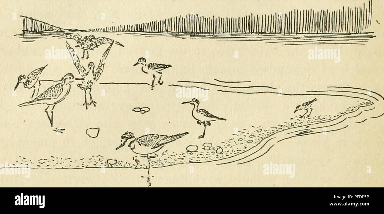 This image illustrates the seasonal presence of 12-bellied plovers on ...