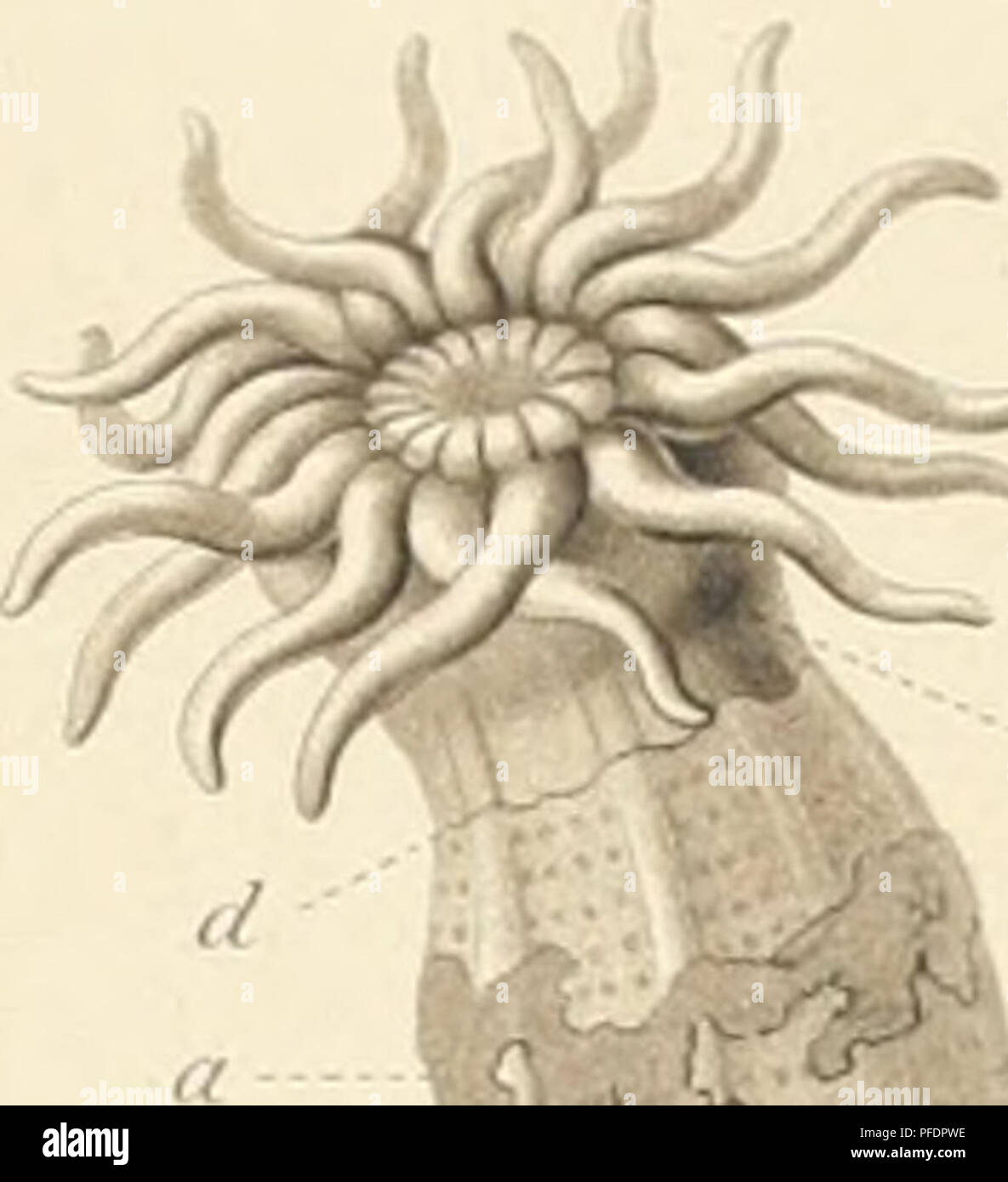 Illustration from the 'Den Norske Nordhavs-expedition' documenting ...
