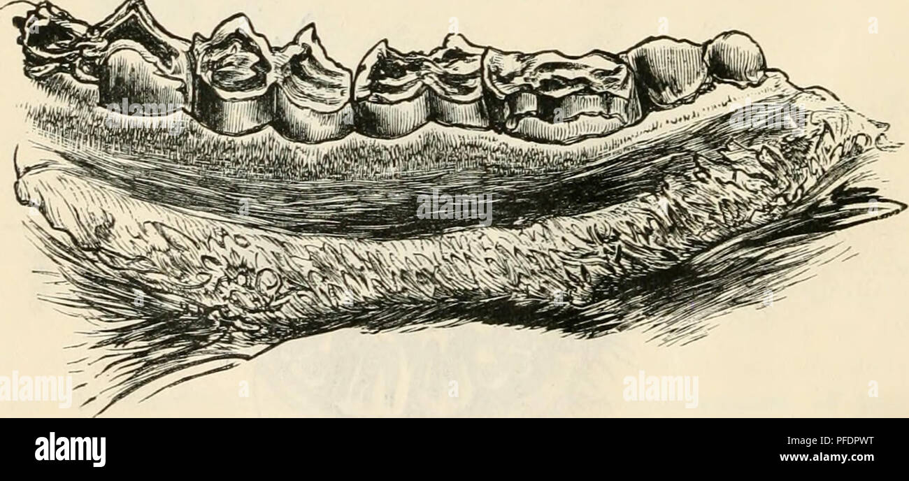 . Dentition as indicative of the age of the animals of the farm ...