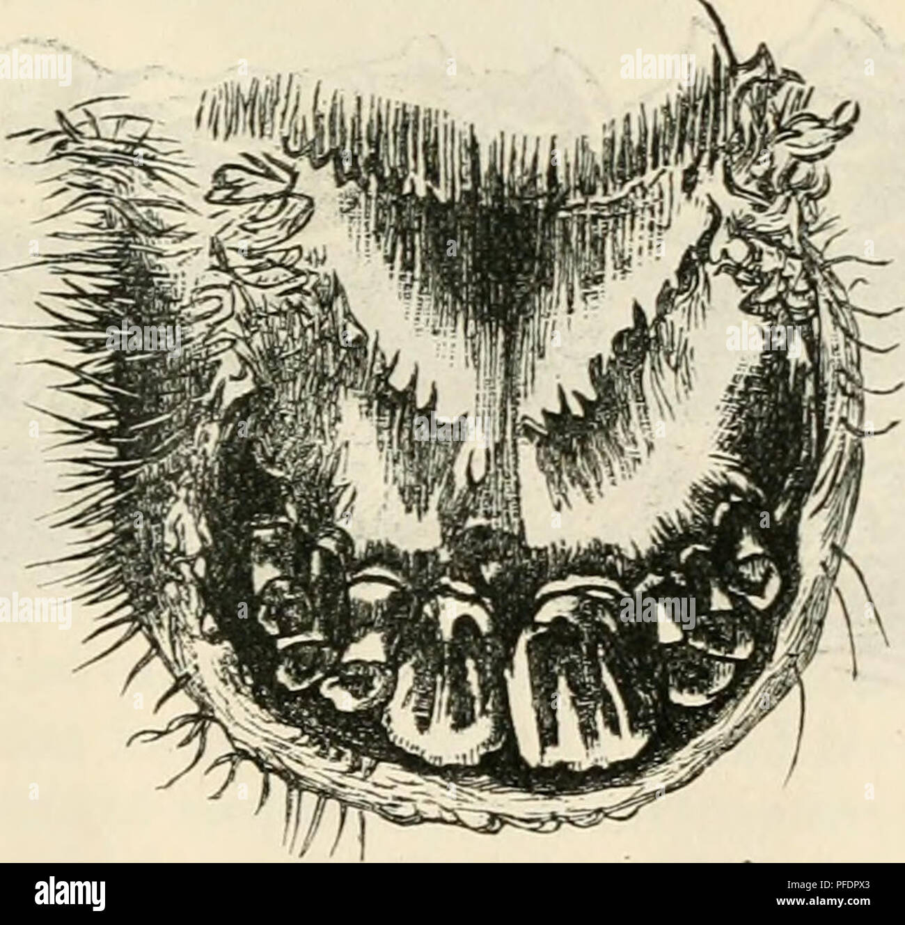 This study focuses on the use of dentition to determine the age of ...