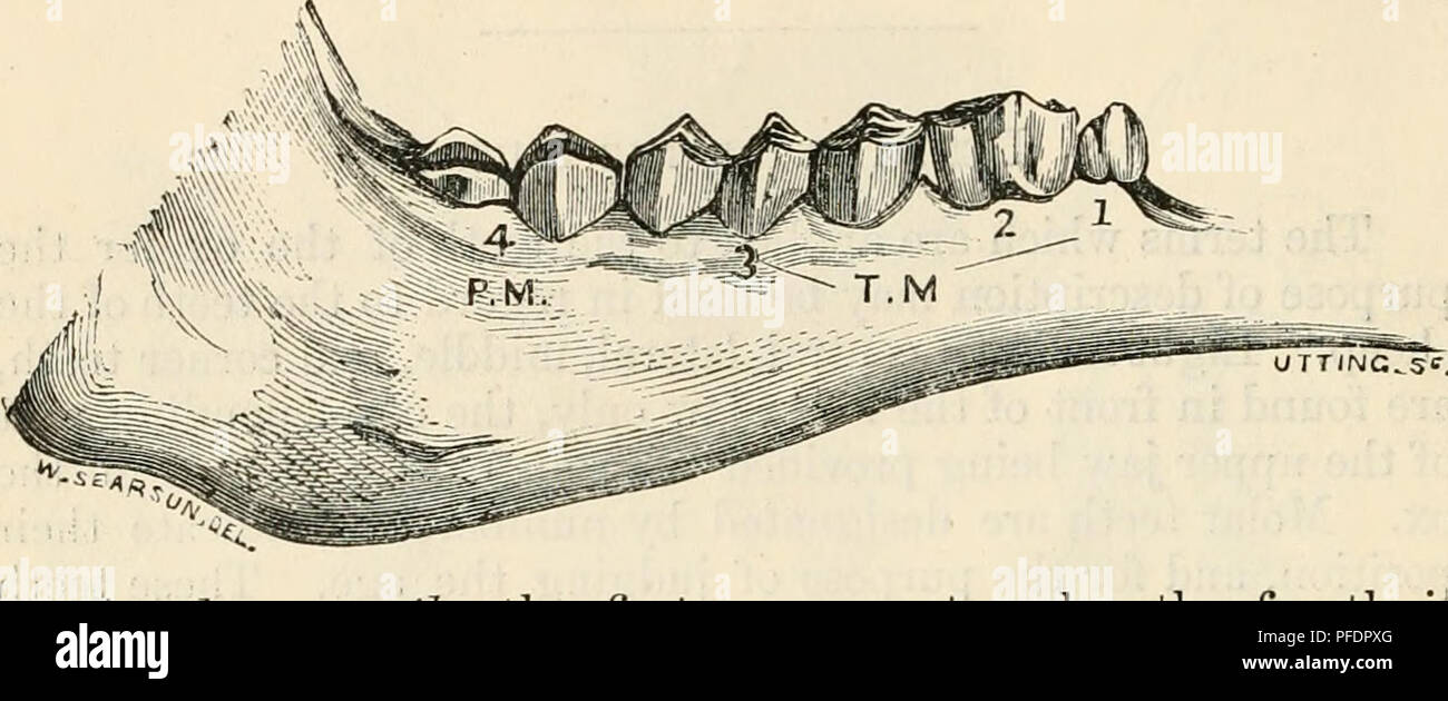 Study on dentition in farm animals, particularly lambs, used to ...