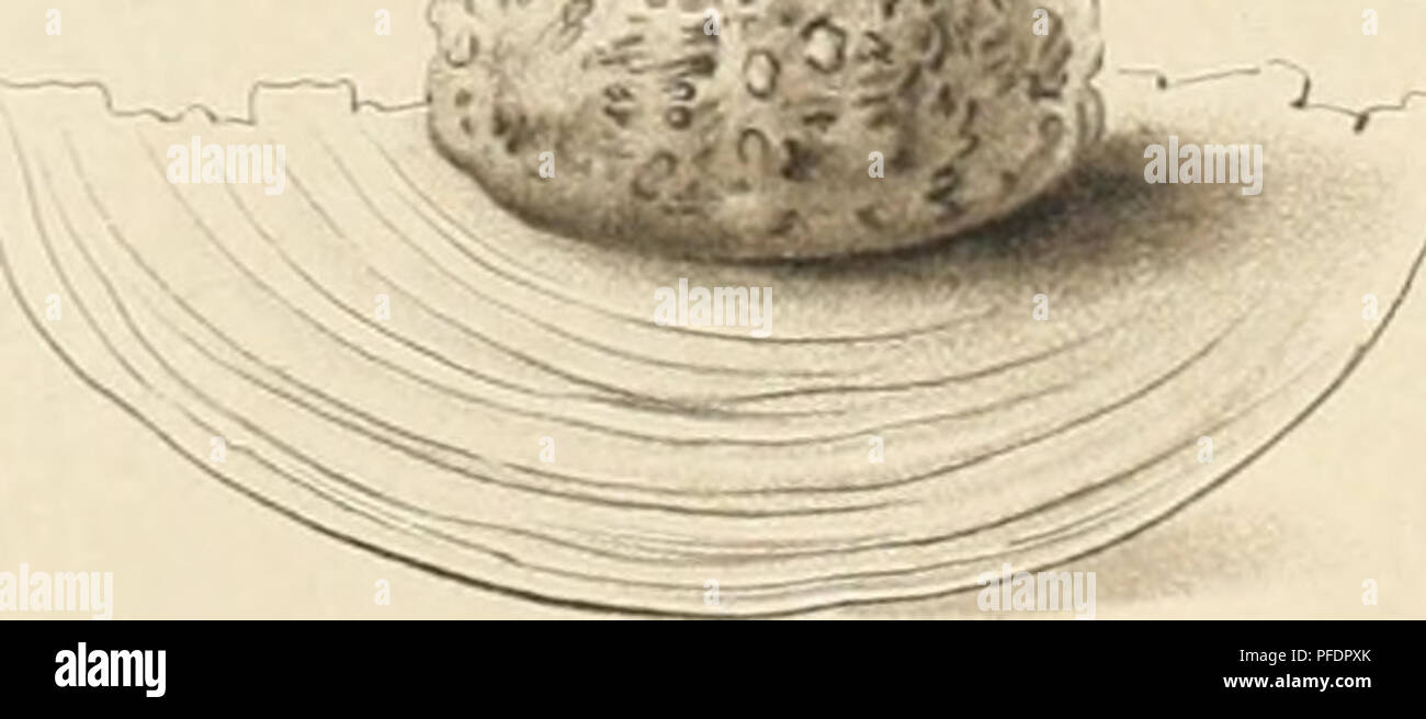 The 'Den Norske Nordhavs-expedition' focused on marine life in the ...