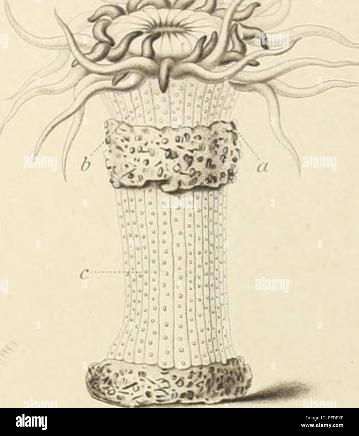 The Norwegian North Sea Expedition (1876-1878) explored marine life in ...