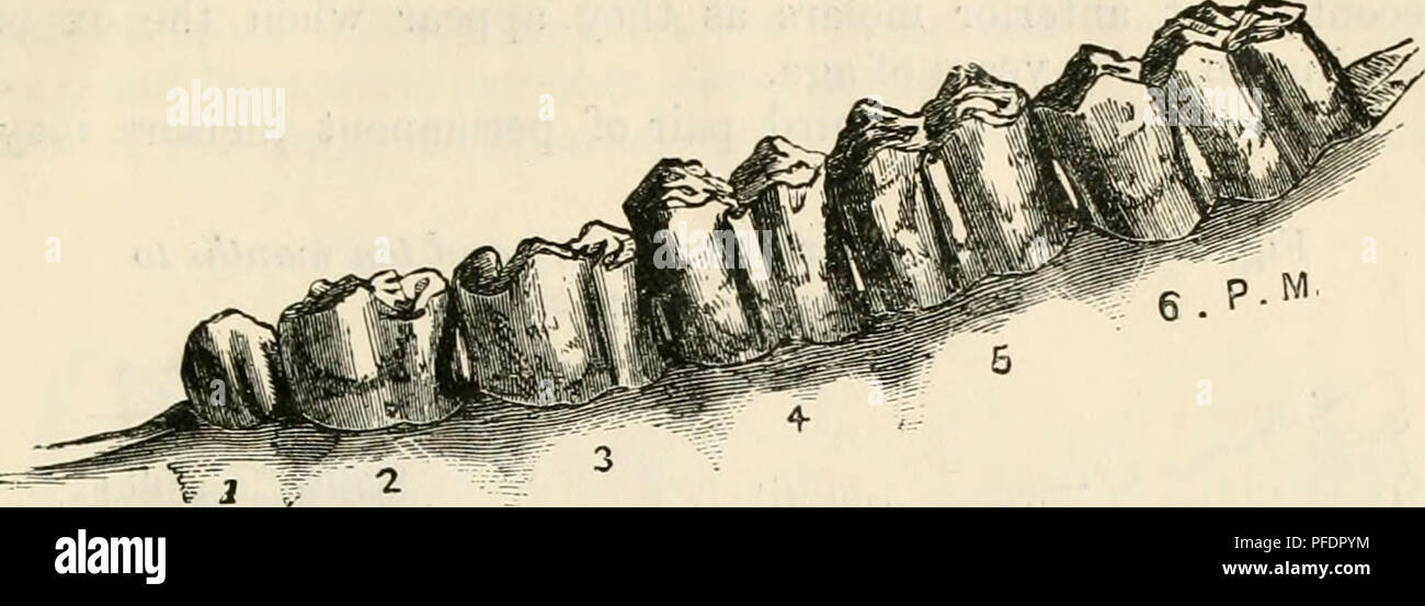 This work explores how the dentition of farm animals can be used to ...