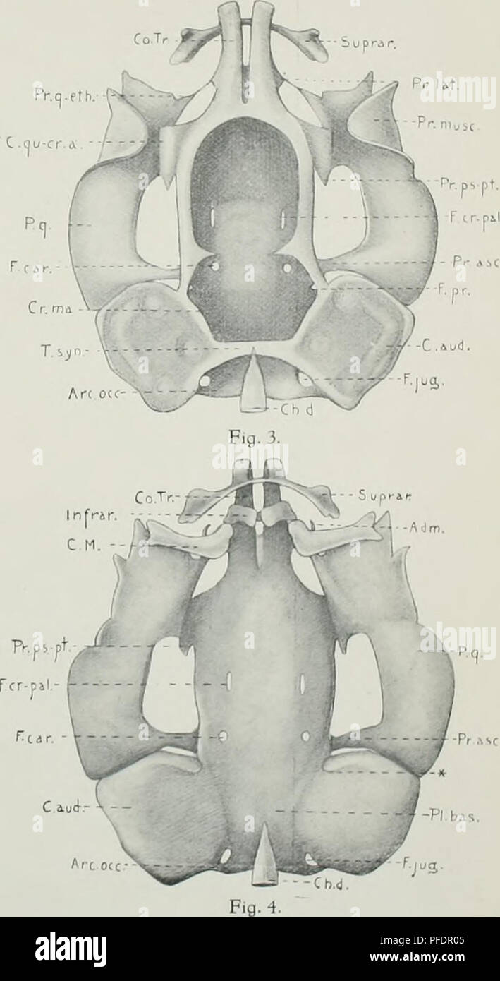This image illustrates the development of the chondrocranium in the ...