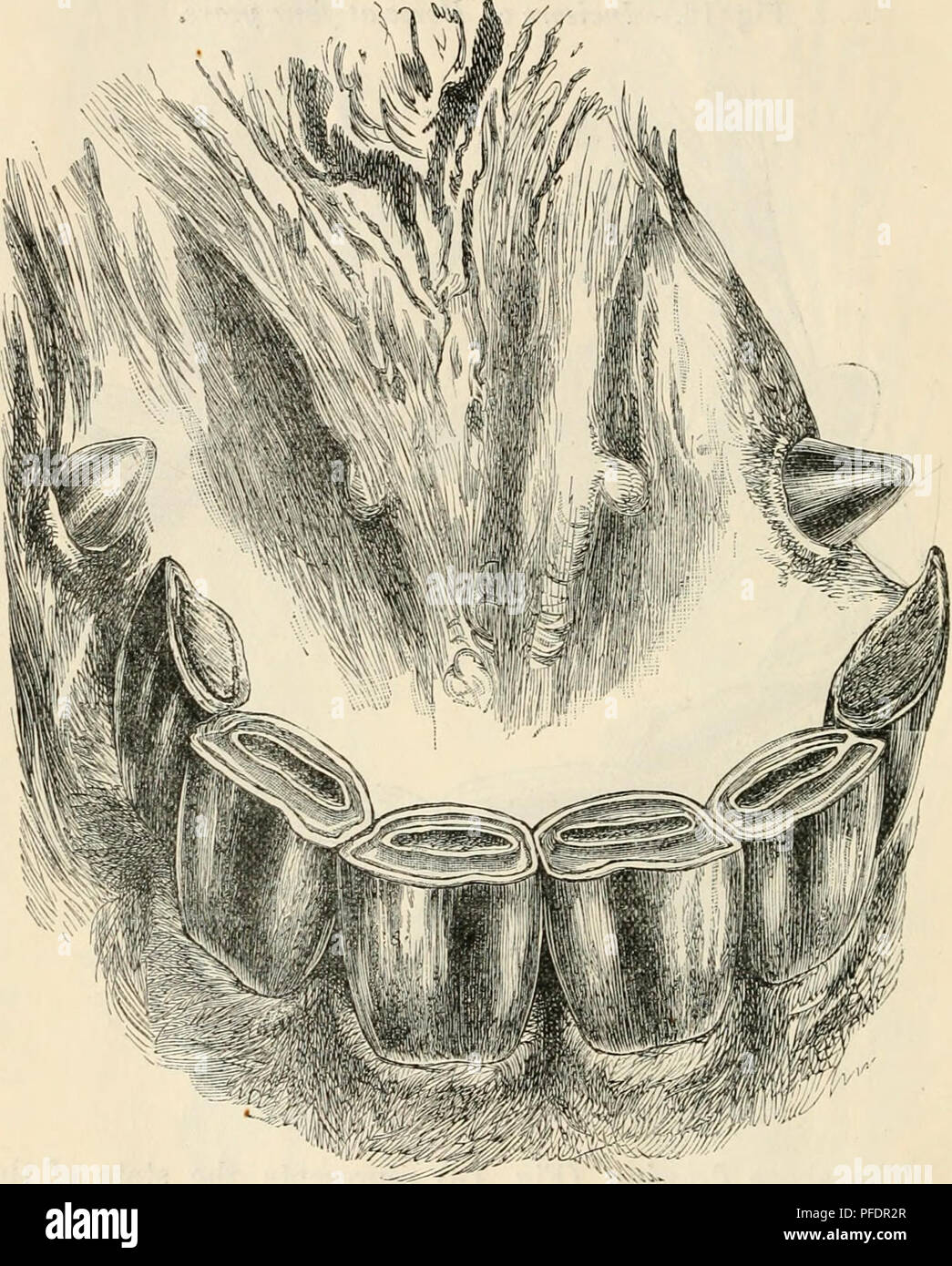 . Dentition as indicative of the age of the animals of the farm ...