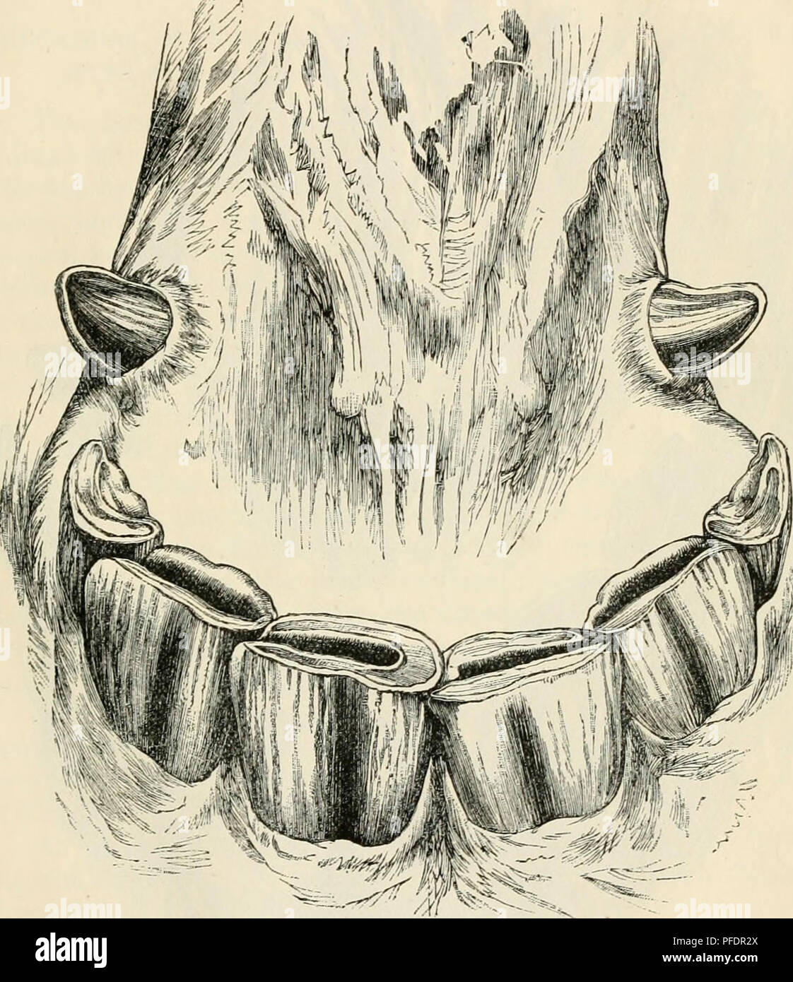 The study explains how the development of horse tusks and teeth can be ...