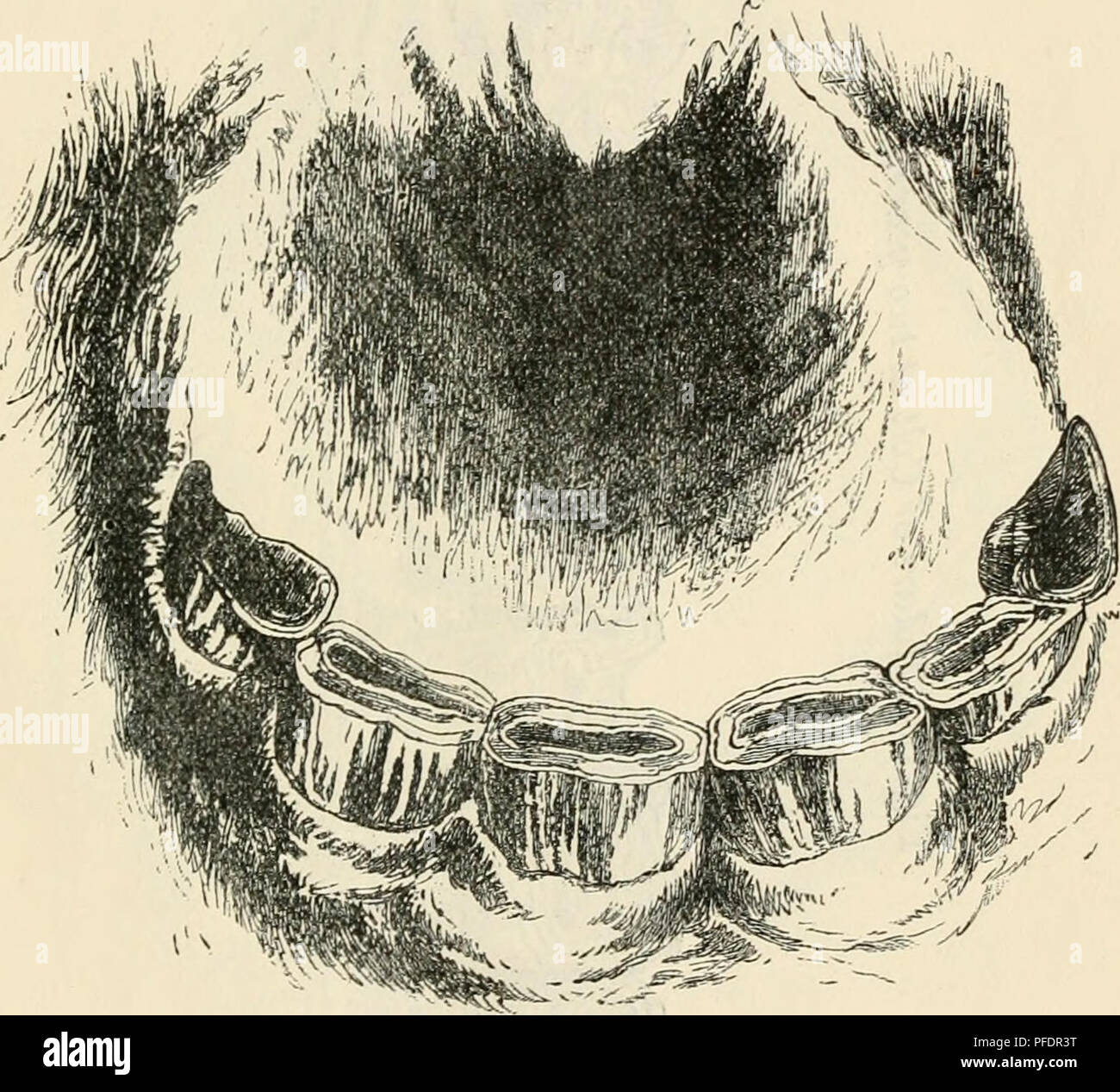 Teeth necks hi-res stock photography and images - Alamy