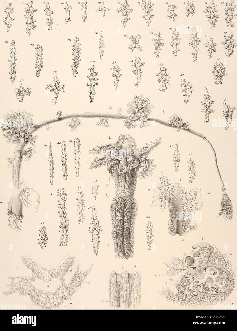 The Norwegian North Sea Expedition (1876-1878) studied marine life in ...