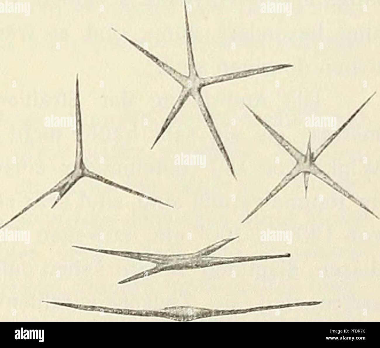 This image shows the skeletal structure of a spongy organism ...