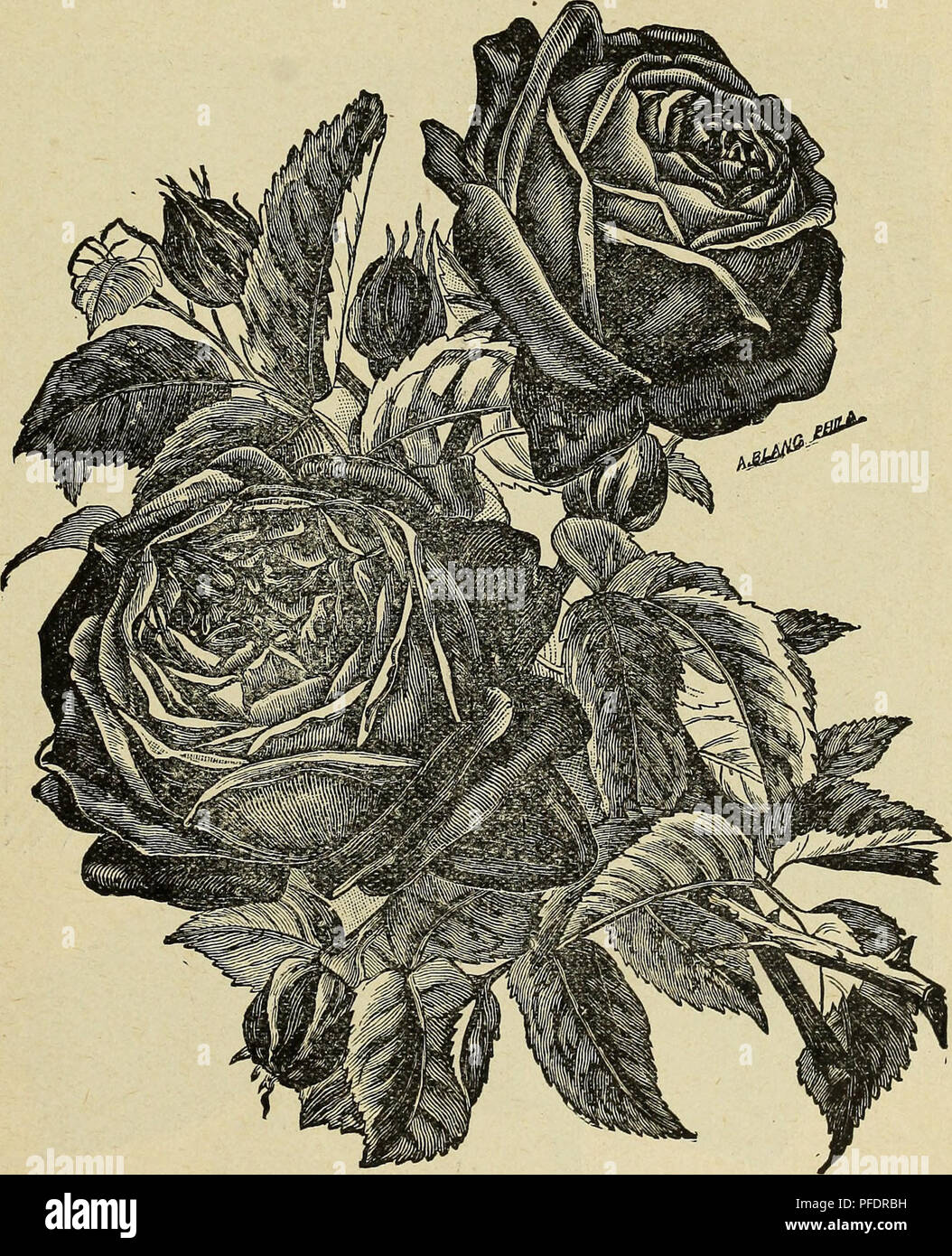 This catalog provides detailed descriptions and pricing for fruit and ...