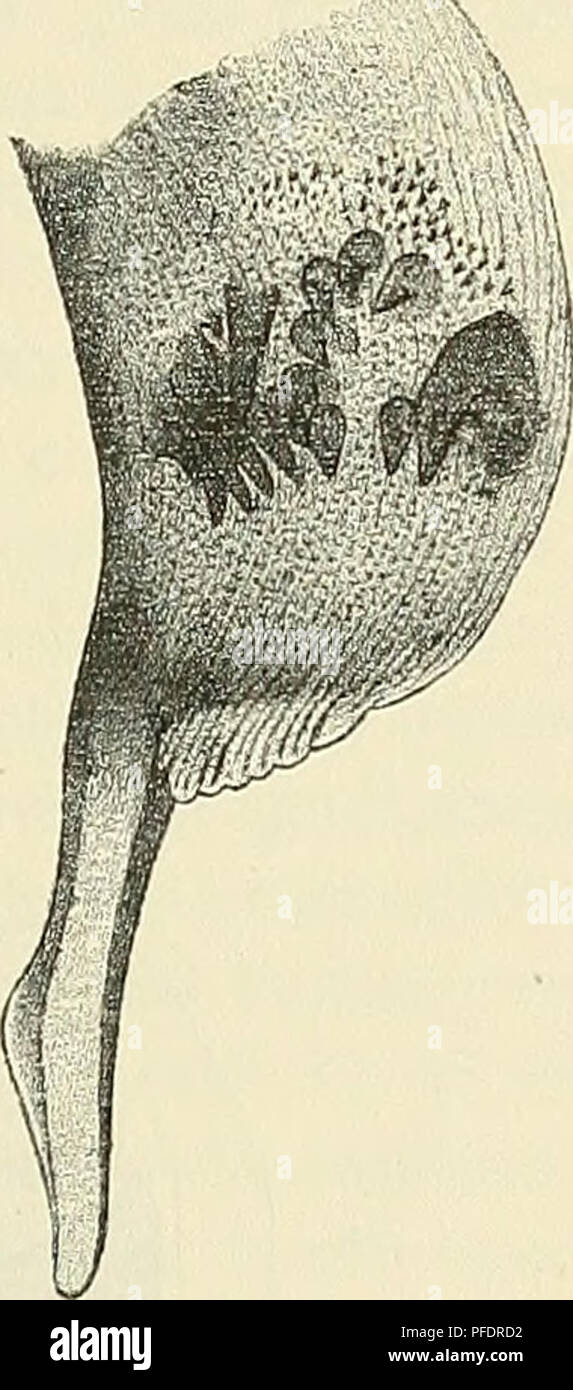 This work from the Austrian Academy of Sciences presents a monograph on ...