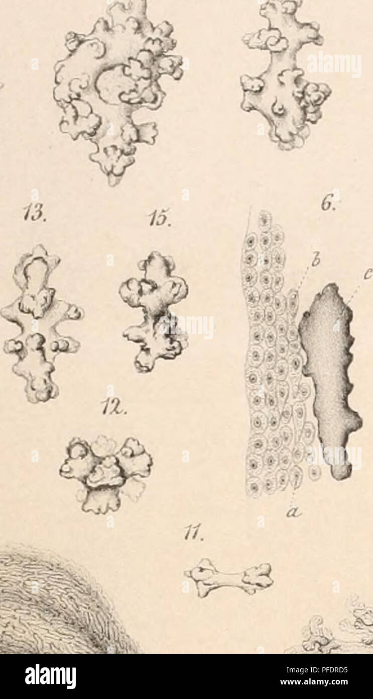 Norwegian Arctic expedition documenting marine life in the Norwegian ...
