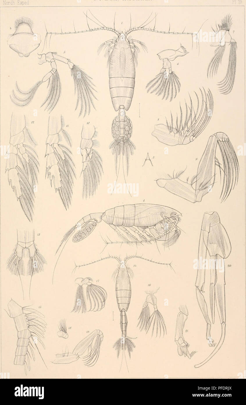 This Norwegian expedition explored marine life in the Arctic and ...