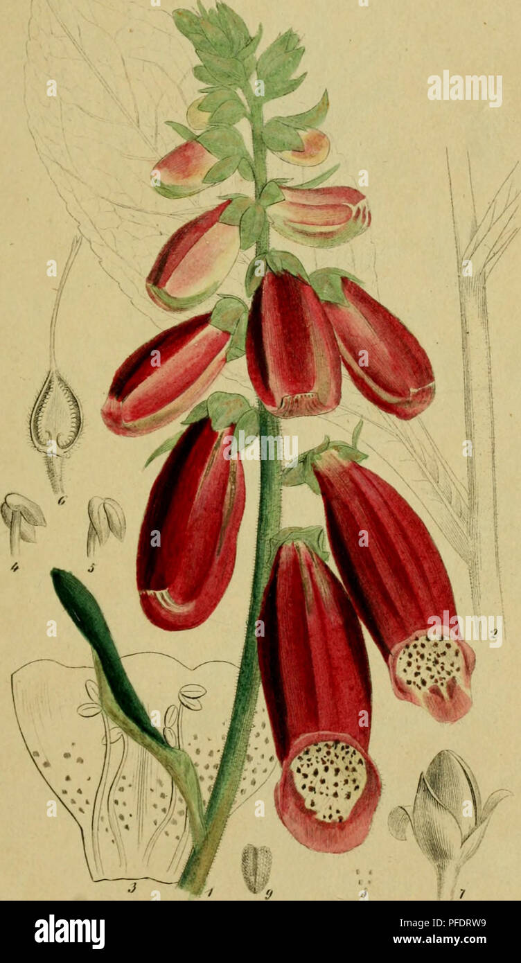 This work discusses poisonous plants from the northern Netherlands ...