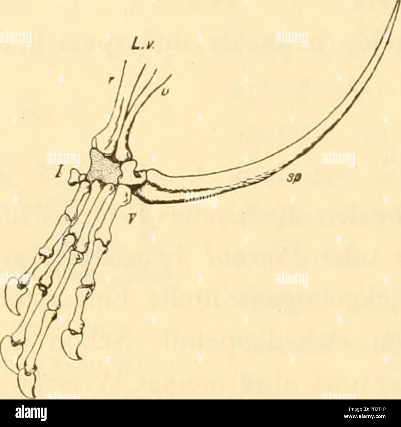 This document discusses the functional adaptation of certain anatomical ...
