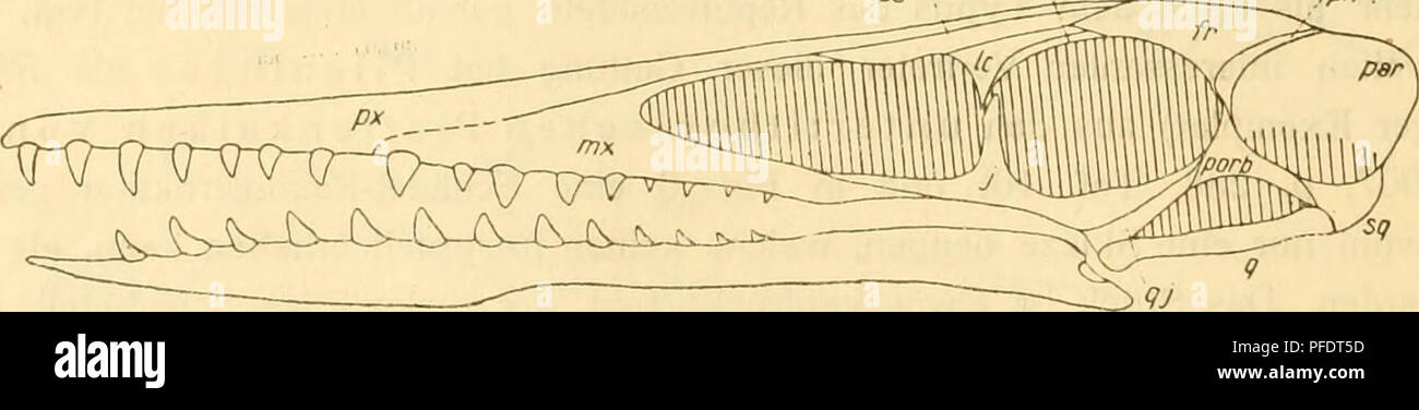 This academic publication discusses the Rhamphorhynchus longiceps, an ...
