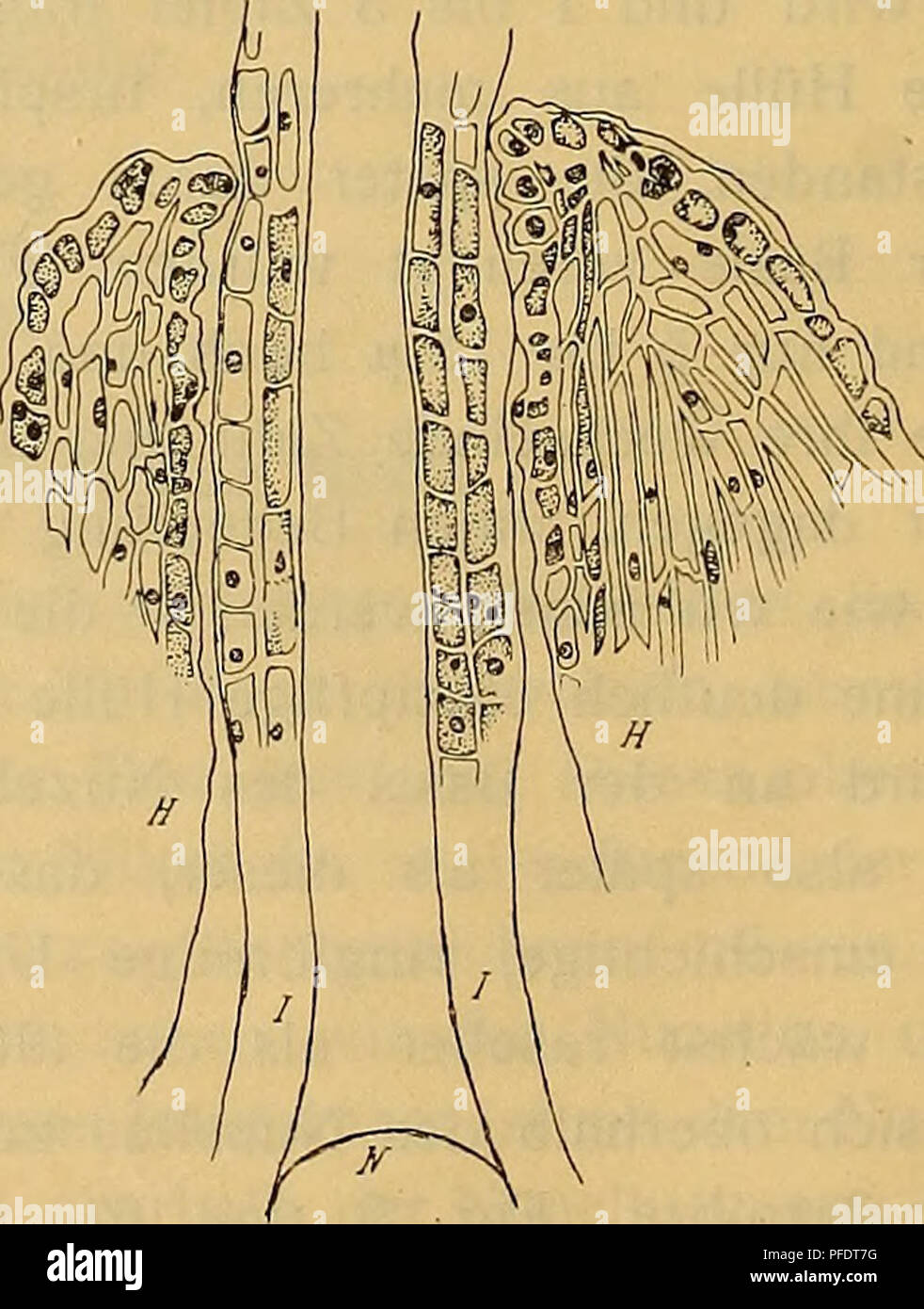 This scientific paper discusses the anatomical features of plant ...