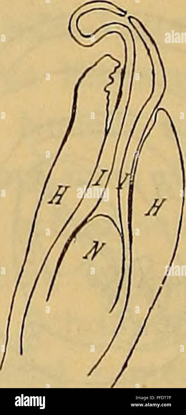 This illustration shows a longitudinal section through a young flower ...