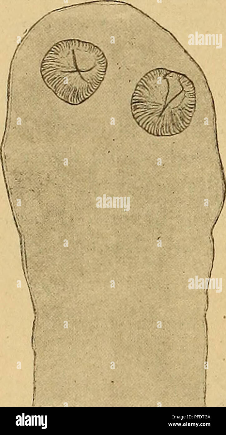 Wirte hi-res stock photography and images - Alamy