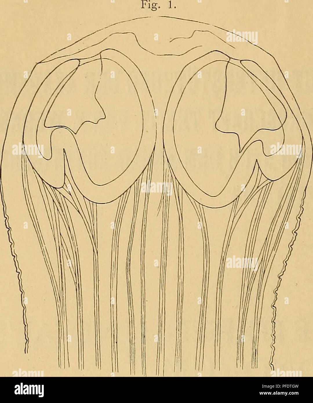 This work from the Austrian Academy of Sciences focuses on detailed ...