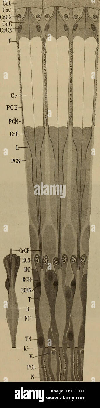 This image illustrates the detailed anatomy of the eyes of *Palaemon ...