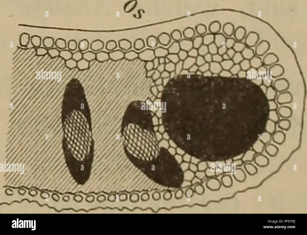 This image shows cross-sections of Phormium tenax, focusing on the leaf ...