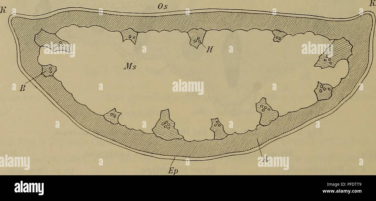 This publication from the Austrian Academy of Sciences focuses on ...