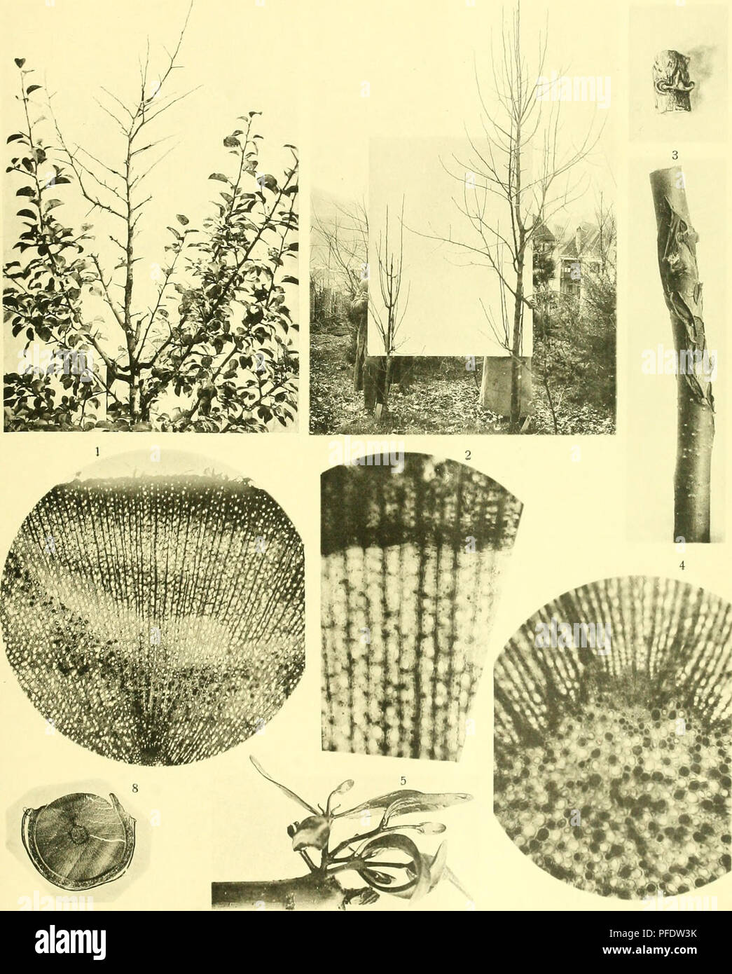 This scientific paper, published by the Austrian Academy of Sciences ...