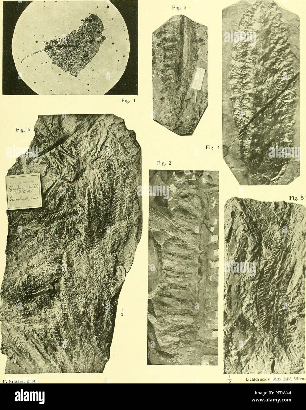 This work discusses the fertile regions of Cycadophytes as studied by F ...